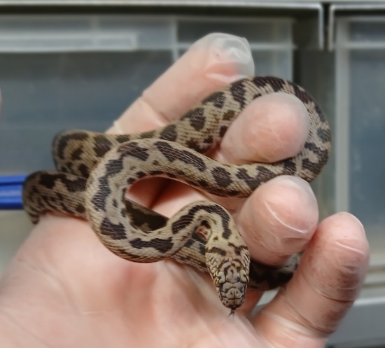 Cape York Spotted Python by Reptilerepublic