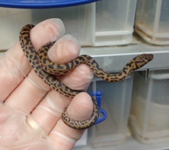 Spotted Pythons by Reptilerepublic