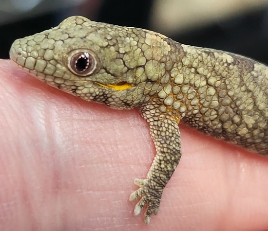Eurydactylodes Agricolae Geckos Chameleon Gecko by Heartbeat Reptile