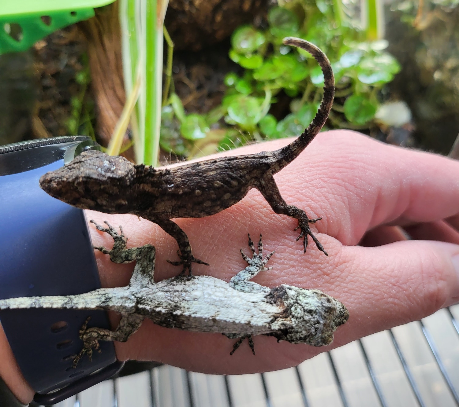 Female CBB Cuban False Chameleons - Anolis Barbatus Anole by Reed's ...