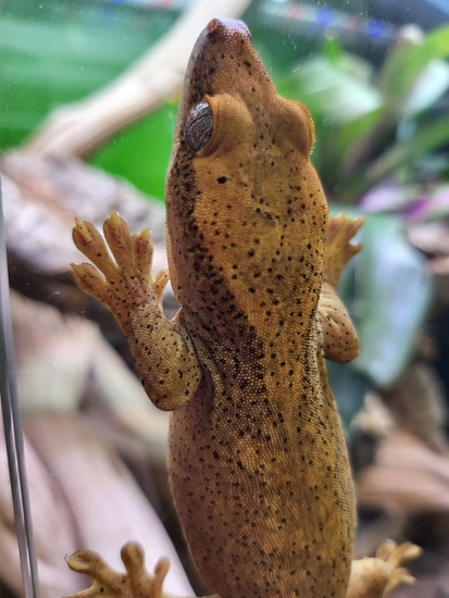 Adult Female Sarasinorum Gecko - Black Spotted More Gecko by Heartbeat ...