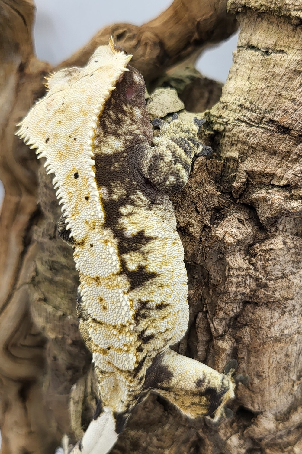 XXX Harlequin - High Contrast, Great Structure Crested Gecko by Reed's ...