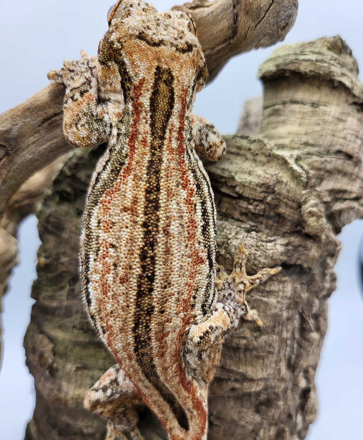 Proven Red Stripe Female Gargoyle Gecko by Reed's Rhacs - MorphMarket