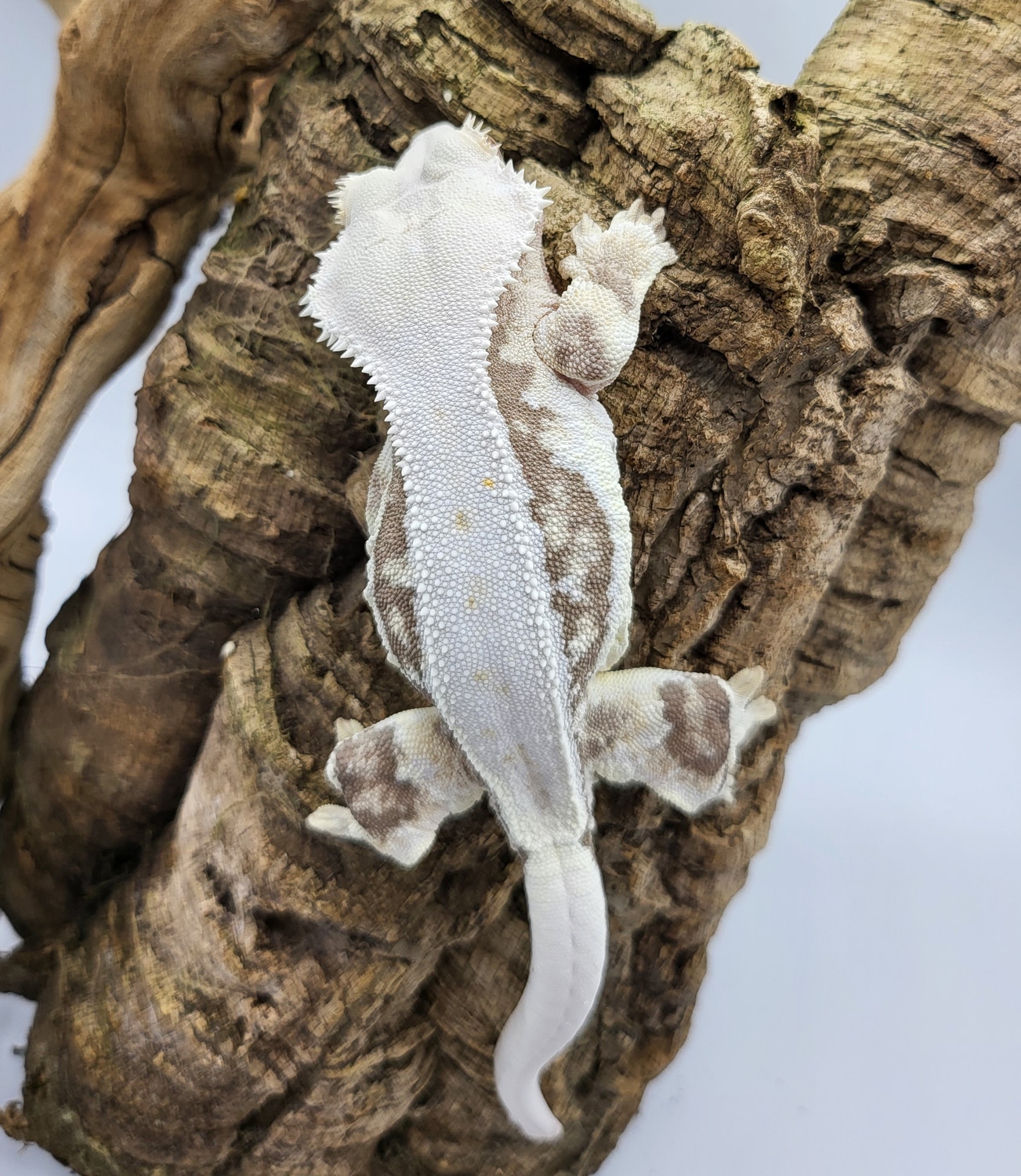 Gorgeous Paper White Harlequin Lilly Crested Gecko by Reed's Rhacs ...