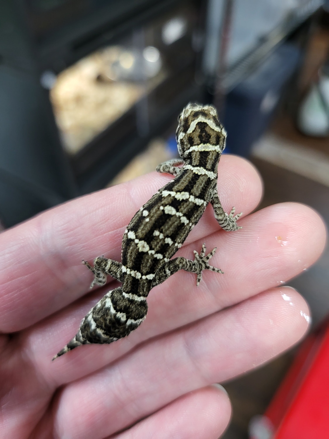 CBB Viper Geckos More Gecko by Reed's Rhacs - MorphMarket