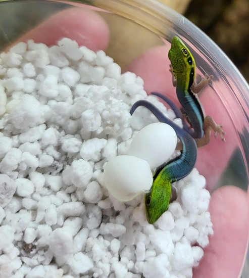 Neon Day Gecko by Heartbeat Reptile