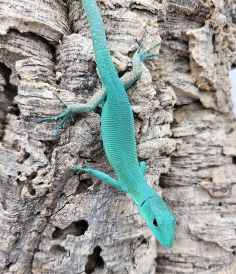 Pair Green Keel Bellied Lizards Shipping Included Lacerta by Heartbeat ...