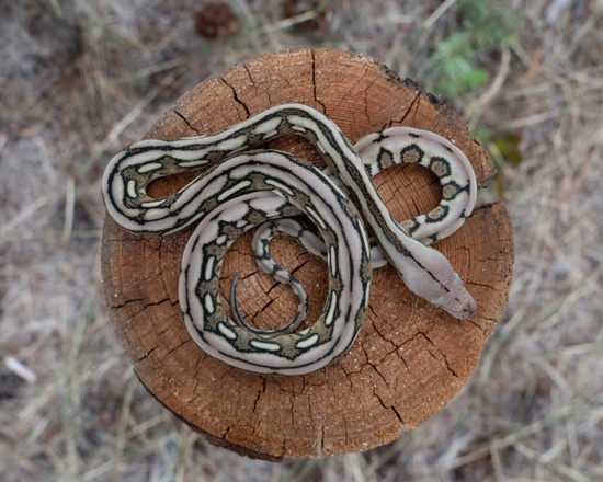 Lily | 37.5% Jampea 12.5% SD Tiger 100% Het Snow Reticulated Python by ...