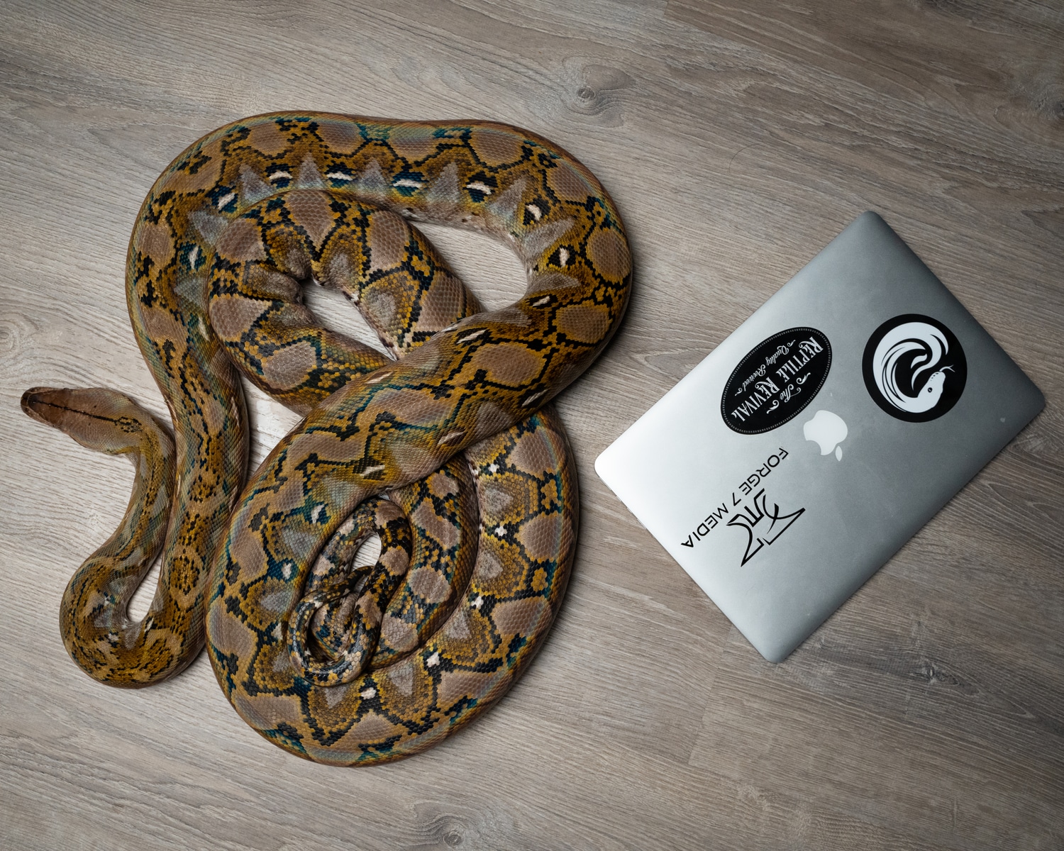 Liberty 50% Jampea DH Indo Caramel / Anery Reticulated Python by ...