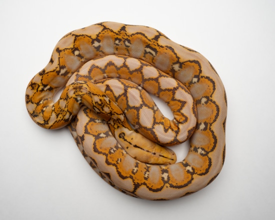Alani | 37.5% Jampea 12.5% SD Orange Glow Het Anery Reticulated Python ...