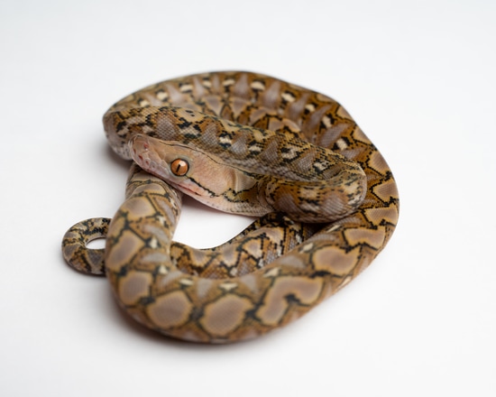 Clyde | Pure Superdwarf Reticulated Python by Reptile Revival