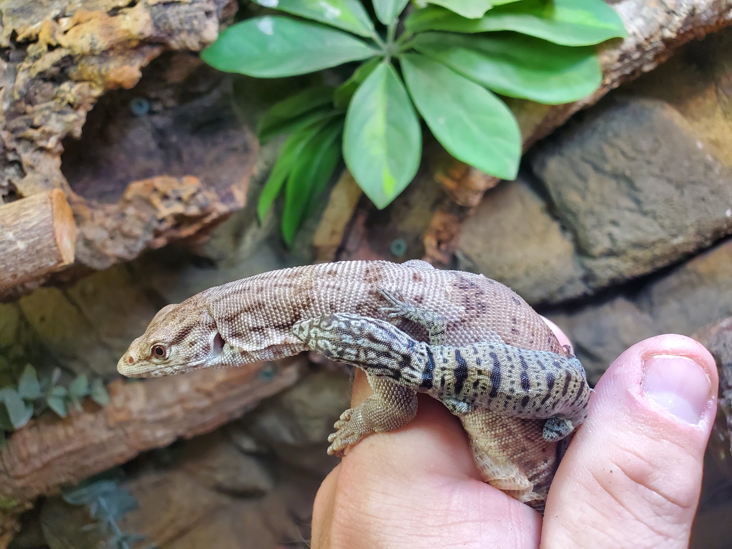 Pygmy Mulga Monitor Other Monitor by Reptile Revolt - MorphMarket