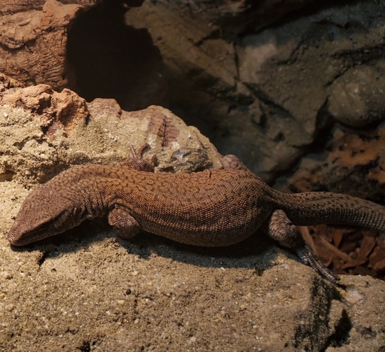 Kings Rock Monitor V.kingorum Other Monitor by Reptile Revolt