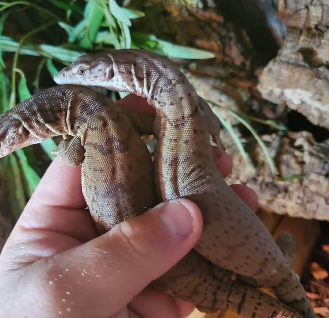 Pygmy Mulga Monitor Other Monitor by Reptile Revolt - MorphMarket
