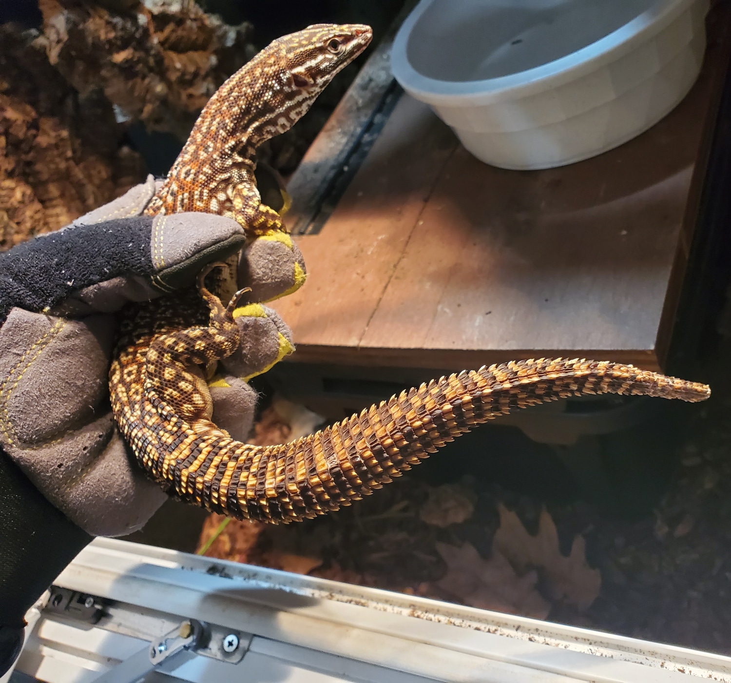 Adult Female Red Ackie Spiny-Tailed Monitor by Reptile Revolt - MorphMarket