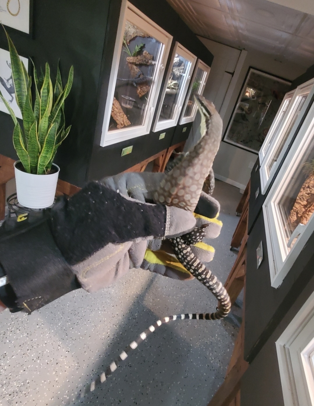 Sub-Adult Kimberly Rock Monitor Other Monitor by Reptile Revolt ...