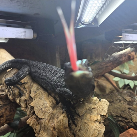 1.1 Black Tree Pair Black Tree Monitor by Reptile Revolt