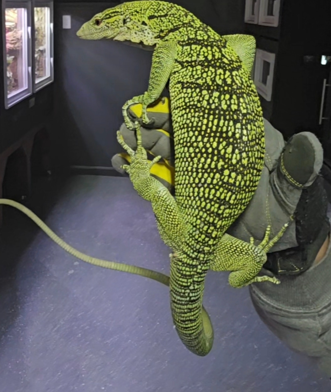 USCG Yellow Tree Monitor