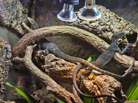 1.1 Golden Spotted Tree Monitor Pair Golden-Spotted Tree Monitor by ...
