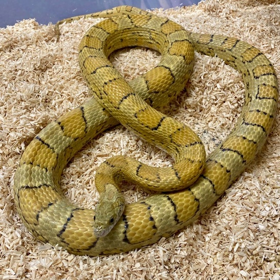 Honey Corn Snake by Peregrine Livefoods