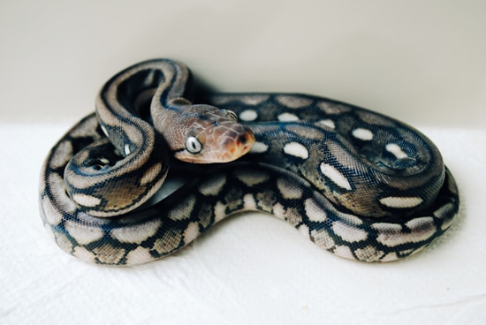 68,75% SD Anery Tiger Het Purple Reticulated Python by ReptilesKingdom