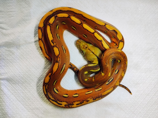 46,75% SD OGS Het Albino Reticulated Python by ReptilesKingdom