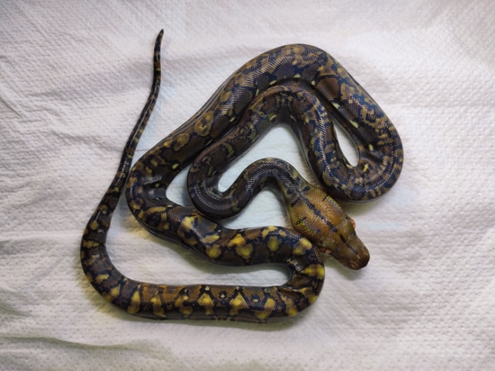 Marble Dh Purple Anthrax Reticulated Python by ReptilesKingdom