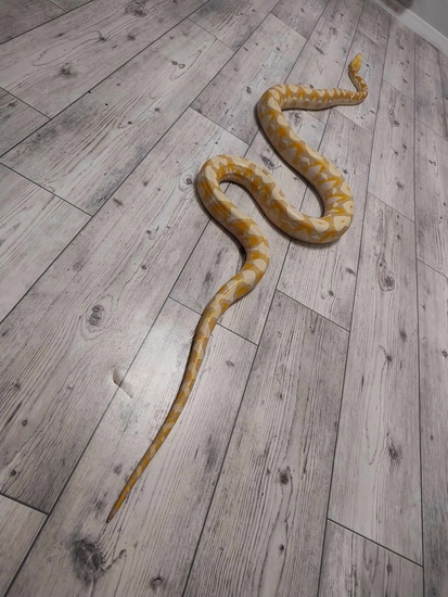 Dwarf Lavender Sunfire Reticulated Python by ReptilesKingdom