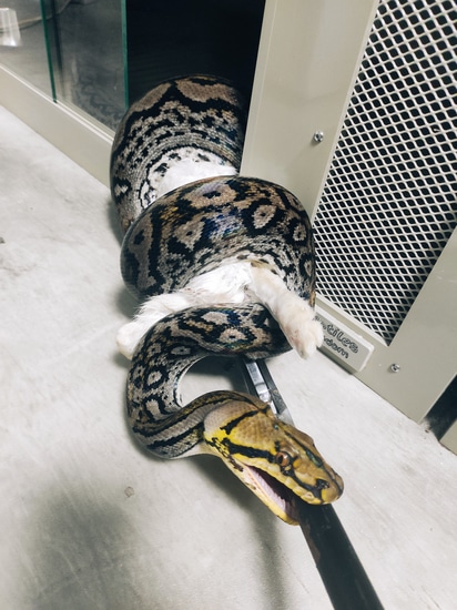 Ocelot DH Reticulated Python by ReptilesKingdom