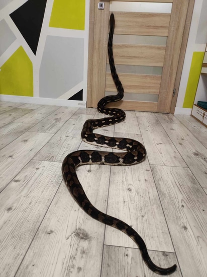 75% SD Sun Tiger Het Purple Reticulated Python by ReptilesKingdom