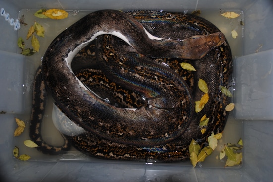 Pied Het Albino Reticulated Python by ReptilesKingdom