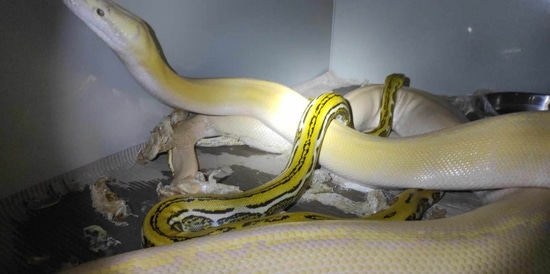 WF 75% SD Harlequin Phantom Proven Reticulated Python by ReptilesKingdom