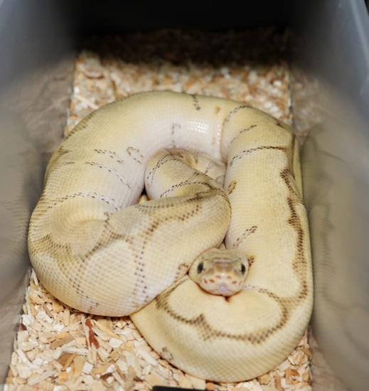 Killer Bee Clown Ball Python by Reptile dysfunction