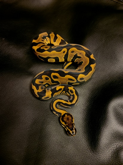 Leopard Blade Het Clown Ball Python by Reptile dysfunction