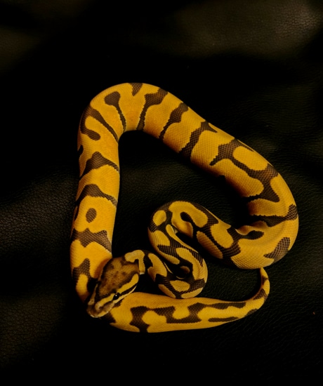 OD Enchi Ghost Ball Python by Reptile dysfunction