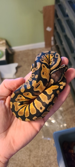 YB Het Pied Ball Python by Reptile dysfunction