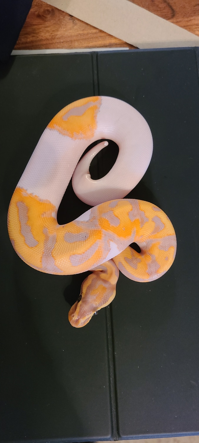 Banana Blade Pied Ball Python by Reptile dysfunction - MorphMarket