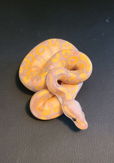 Banana Double Het Pied Albino Ball Python by Reptile dysfunction