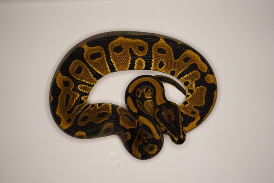 Leopard Het Pied Ball Python by Reptile dysfunction