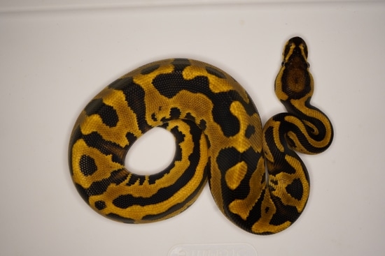 Leopard Fire Het Pied Ball Python by Reptile dysfunction