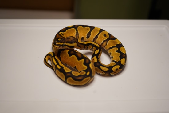 OD Het Pied Ball Python by Reptile dysfunction