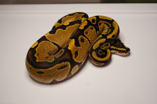 Fire Het Pied Ball Python by Reptile dysfunction