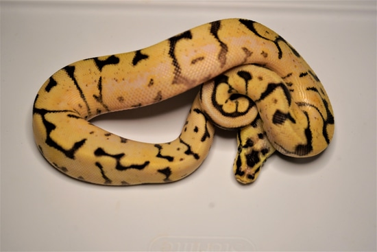 Bumblebee Het Pied Ball Python by Reptile dysfunction