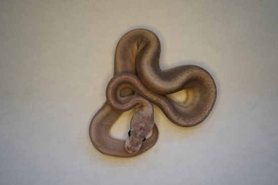 Super Cinnamon Scaleless Head Pastel Ball Python by Reptile dysfunction
