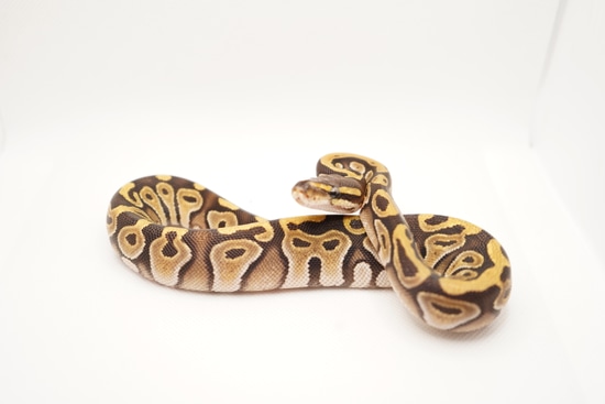 Mojave Scaleless Head Ball Python by Reptile dysfunction