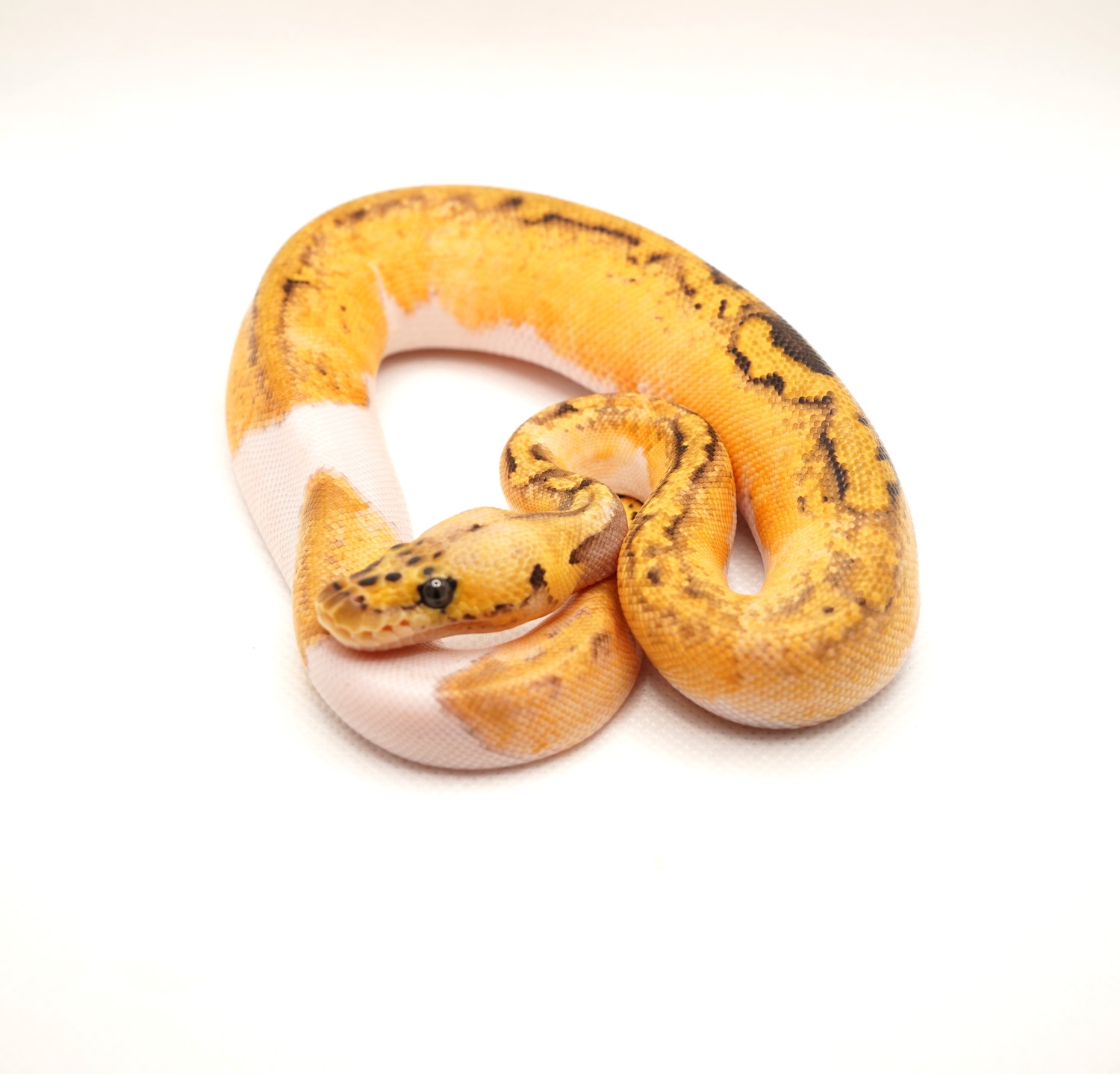 Sulfur Leopard Pastel Clown Pied Ball Python by Reptile dysfunction ...