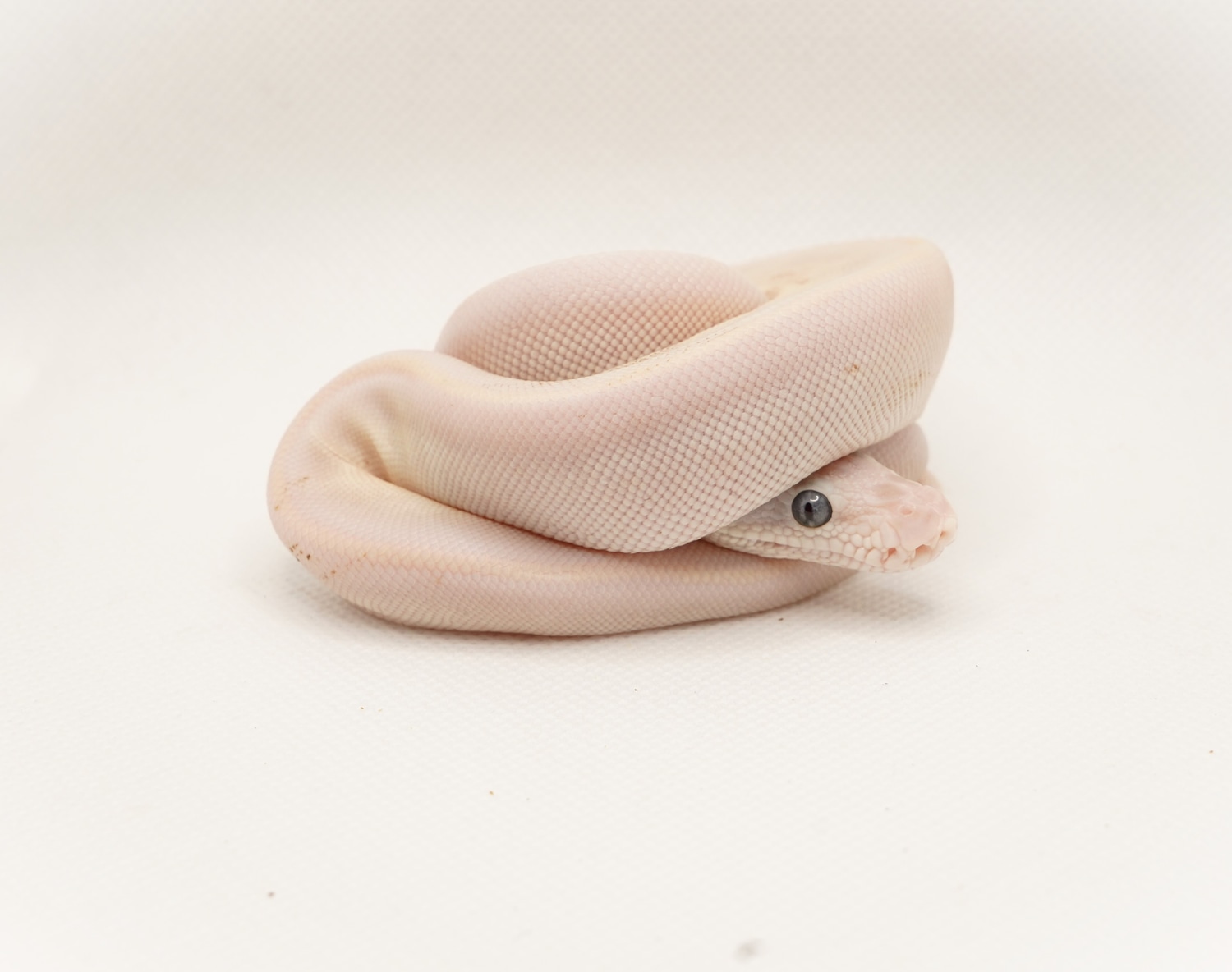 Super Mojave Scaleless Head Ball Python by Reptile dysfunction ...
