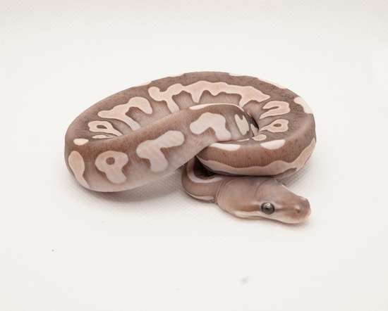 Scaleless Mojave Pastel Ball Python by Reptile dysfunction
