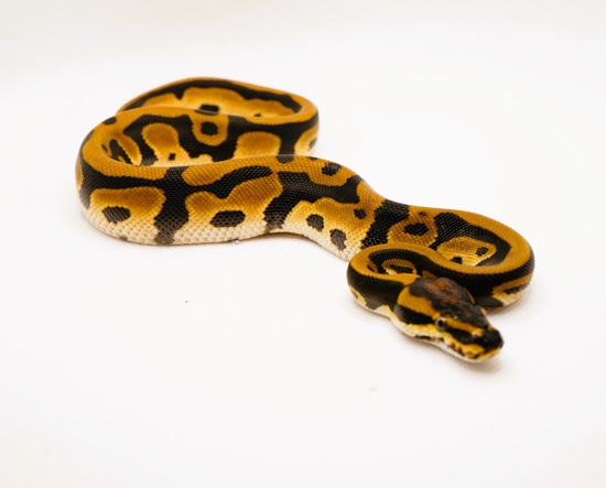 Leopard Het Pied (Poss Yb) Ball Python by Reptile dysfunction