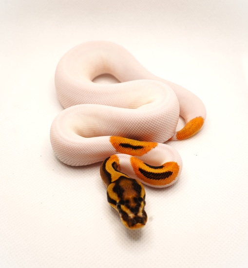 Fire YB Leopard OD Pied Ball Python by Reptile dysfunction